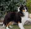 Sheltie Pedigree Lines - Siblings of Bradshaw Cermel Crown Jewels