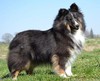 Sheltie Pedigree Lines - Siblings of Bradshaw Cermel Crown Jewels