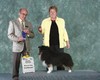 Sheltie Pedigree Lines - Siblings of Bradshaw Cermel Crown Jewels