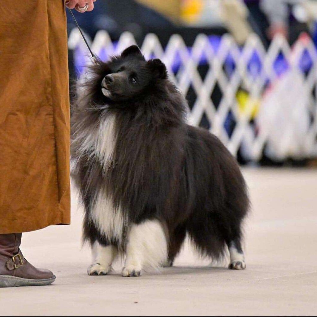Am GCH Leigh-Hi's Dark Obsession | Sheltie Pedigree Lines