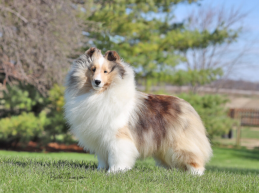 Am Ch Belmark Vanellope Von Schweetz | Sheltie Pedigree Lines