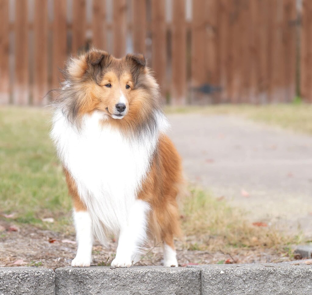 Am Ch Romayne The Power Of Dreams Legendary Nobleman CGCA TKN | Sheltie ...