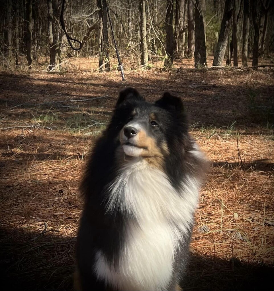 Lochlyn The Inspiration | Sheltie Pedigree Lines