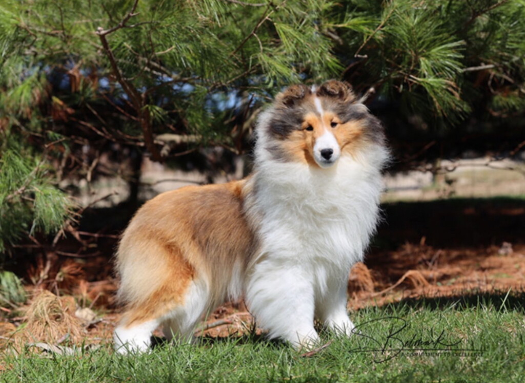 Belmark Awesome Blossom | Sheltie Pedigree Lines