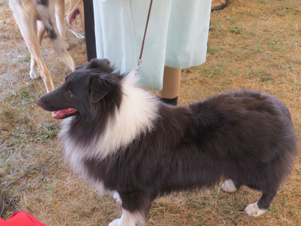 Ramel's Looks Like A Duke | Sheltie Pedigree Lines