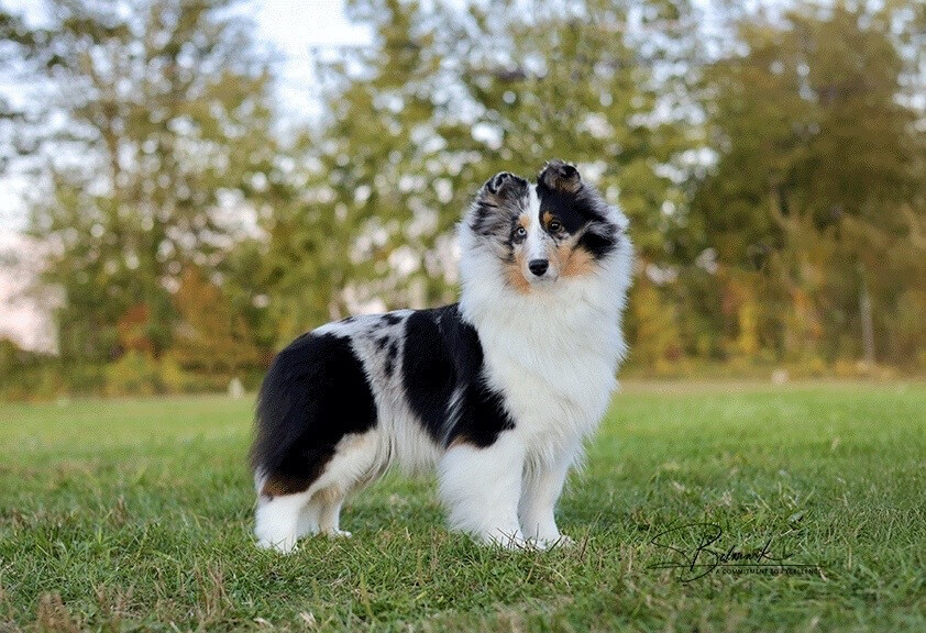 Belmark Luxury Label | Sheltie Pedigree Lines